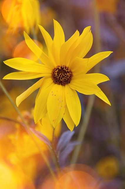 Fleur Jaune Automne - Photo gratuite sur Pixabay - Pixabay