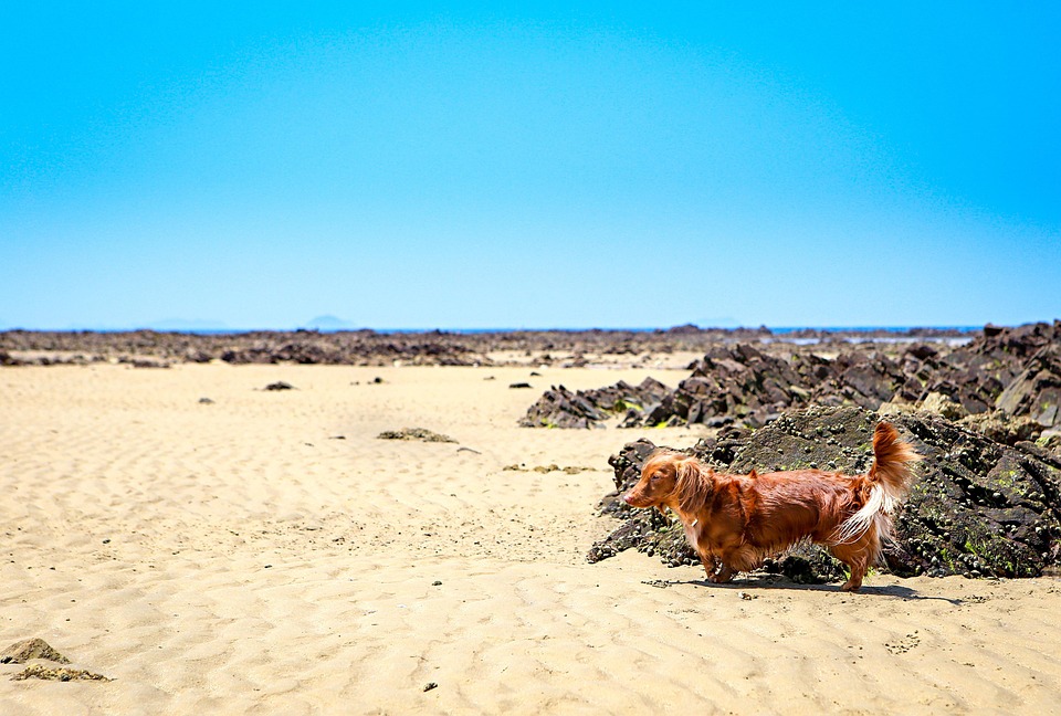 Hund Dackel Tier - Kostenloses Foto auf Pixabay
