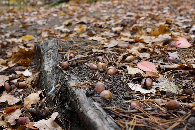 Fall Floor Leaves - Free photo on Pixabay - Pixabay