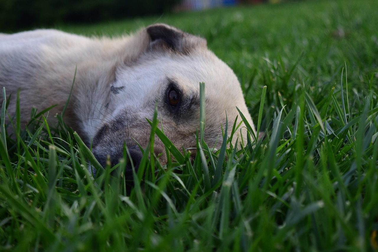 Born Dog Animal - Free photo on Pixabay - Pixabay