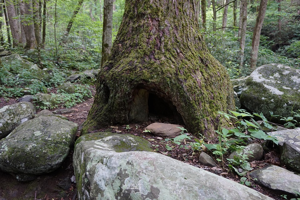 Árbol Tronco Bosque - Foto gratis en Pixabay