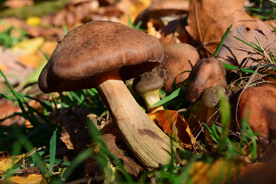 Fall Mushroom Forest Floor - Free photo on Pixabay