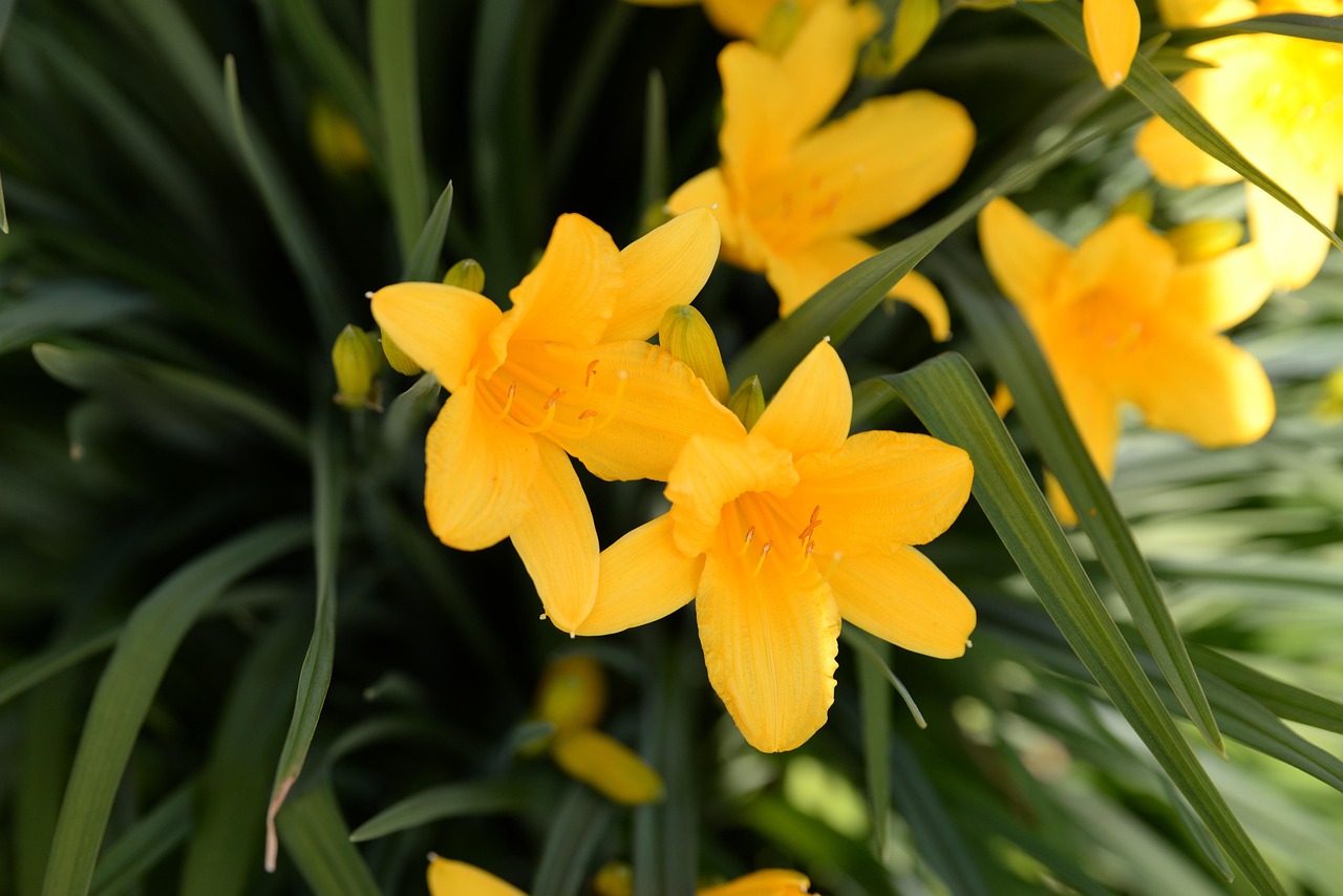 Flowers Flower Nature - Free photo on Pixabay - Pixabay