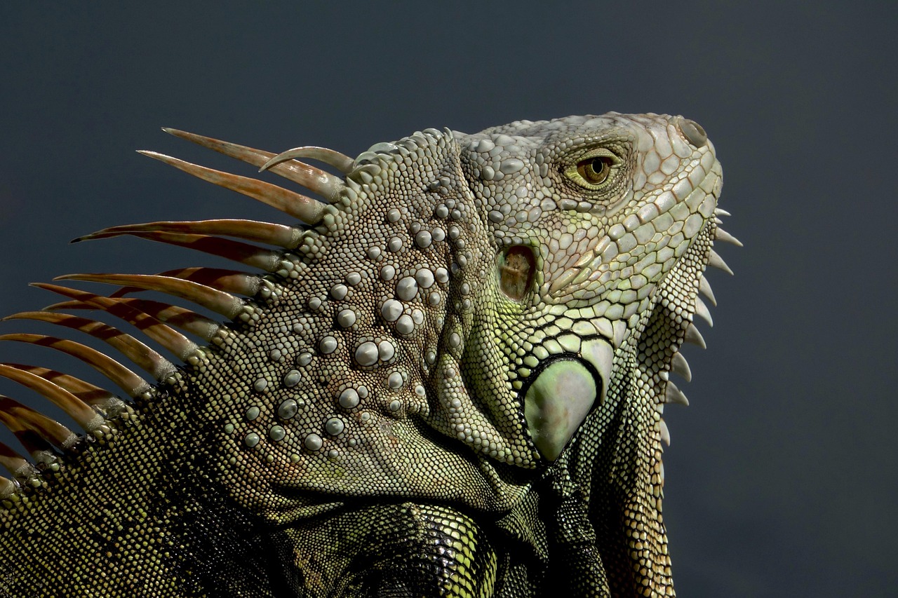 Iguana Lizard Reptile - Free photo on Pixabay - Pixabay