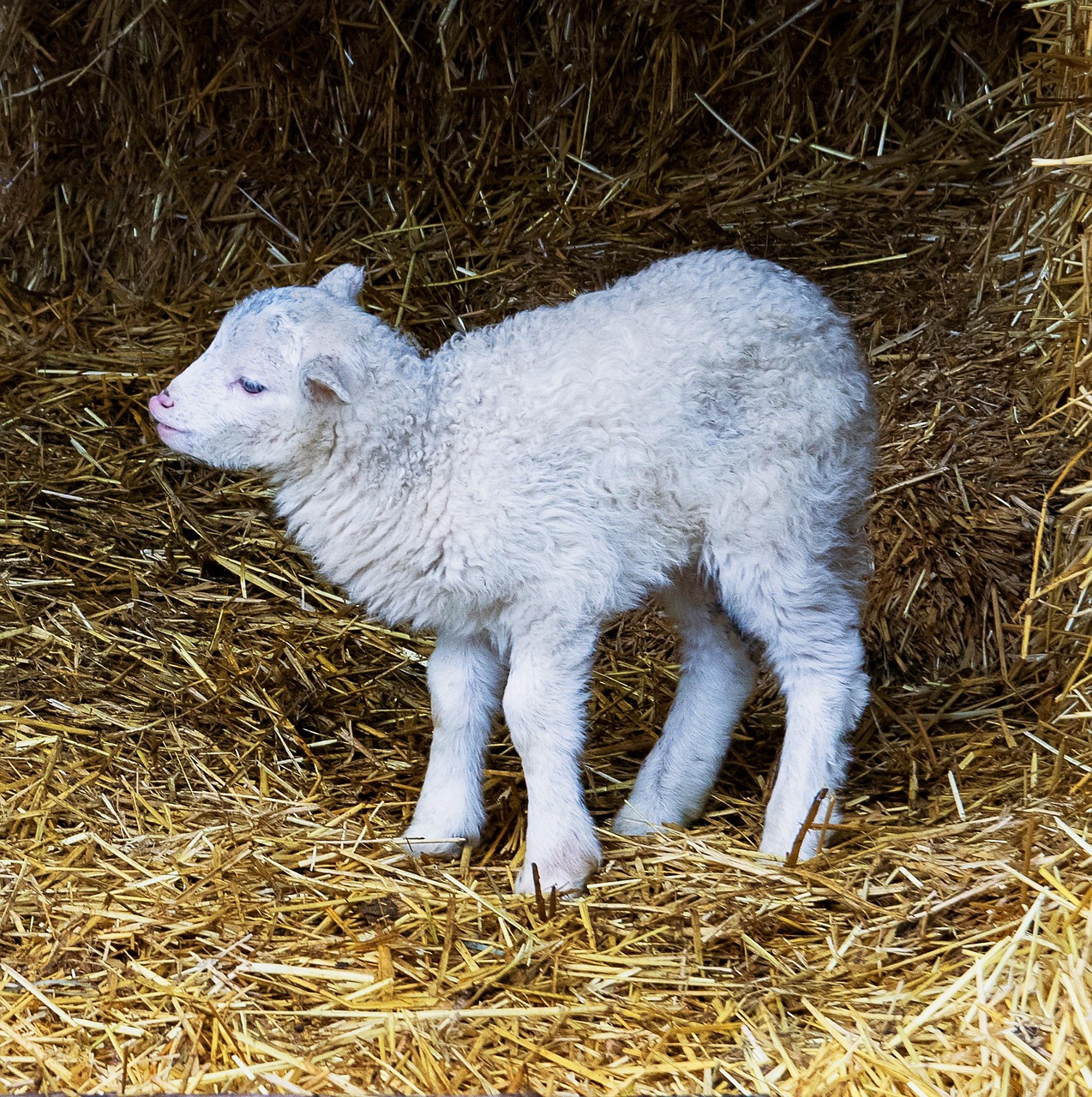 Lamb Sheep Mammal - Free photo on Pixabay - Pixabay