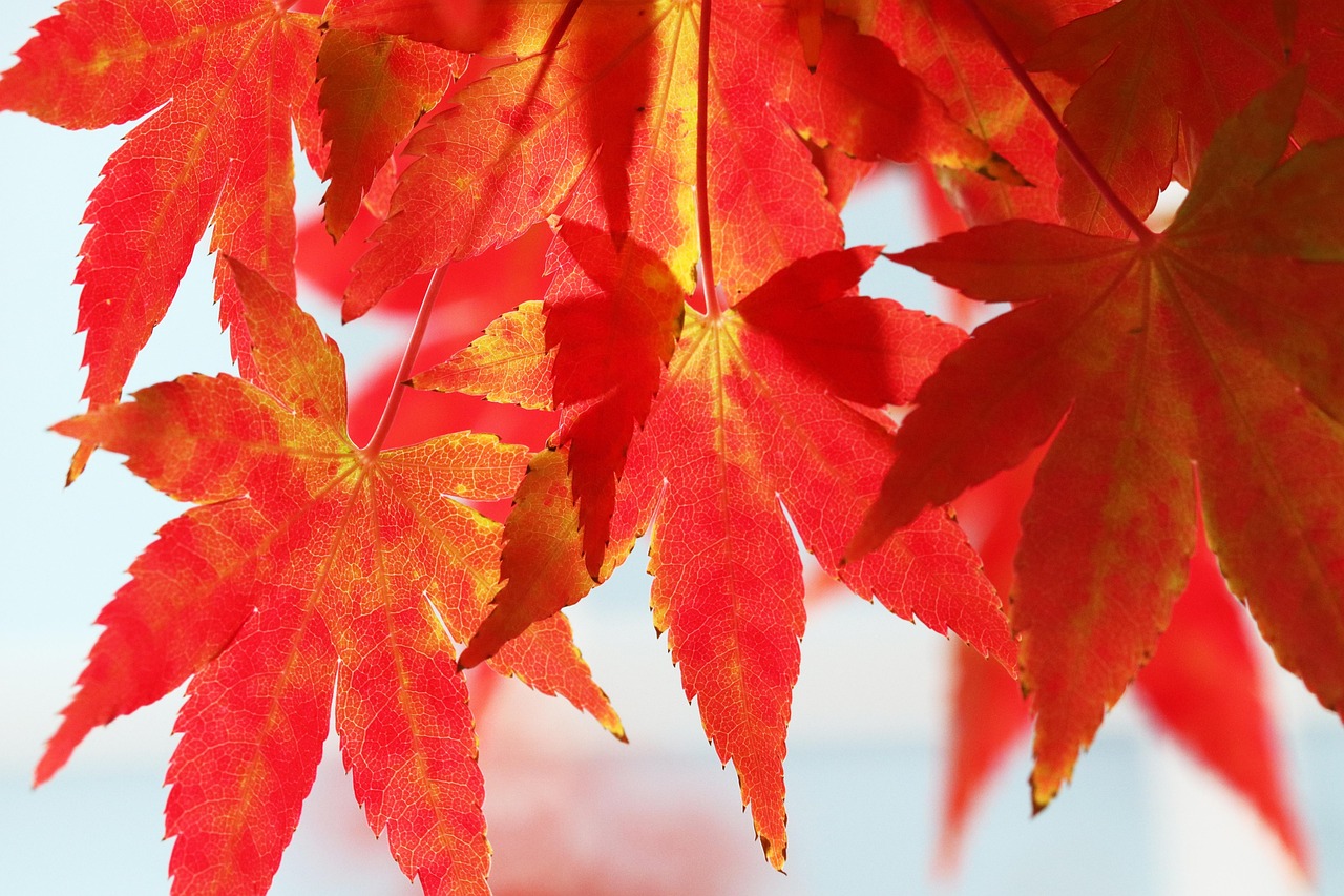 Hösten Höstlöv Färgrik - Gratis foto på Pixabay - Pixabay