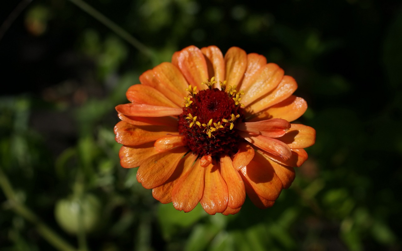Flora Nature Flowers - Free photo on Pixabay - Pixabay