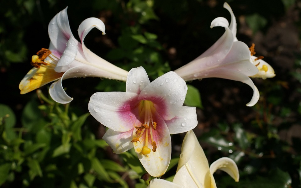 Flora Nature Flowers - Free photo on Pixabay - Pixabay