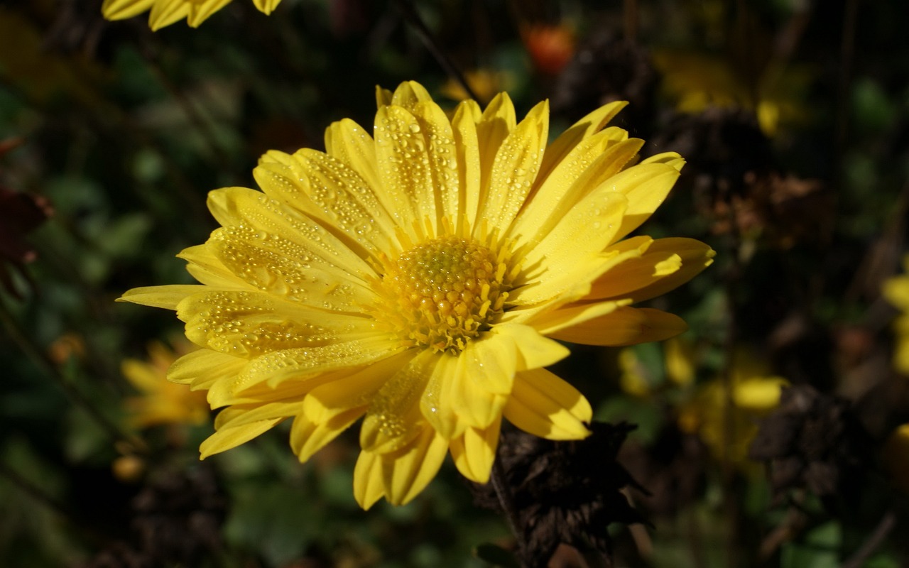 Flora Nature Flowers - Free photo on Pixabay