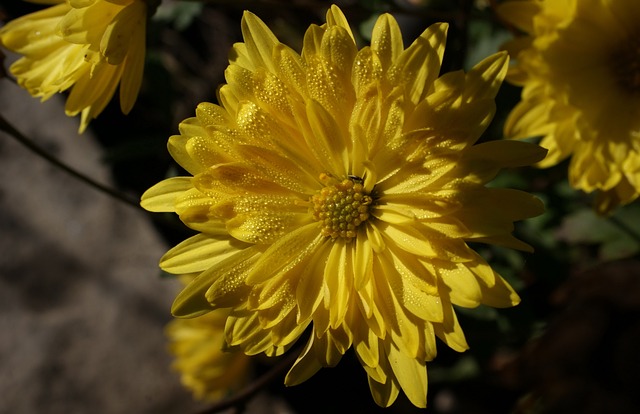 Flora Nature Flowers - Free photo on Pixabay