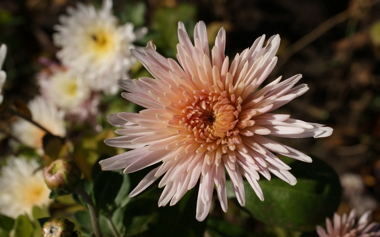 Flora Nature Flowers - Free photo on Pixabay