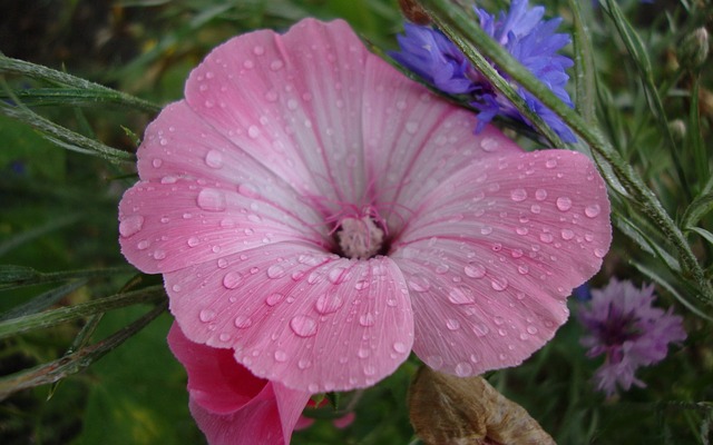 Flora Fauna Flowers - Free photo on Pixabay