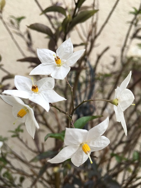 Yasmin Flower Magic White - Free photo on Pixabay