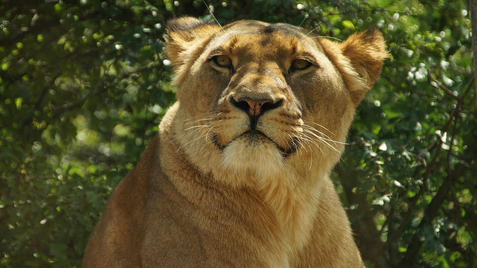 Löwe Natur Raubkatze - Kostenloses Foto auf Pixabay - Pixabay