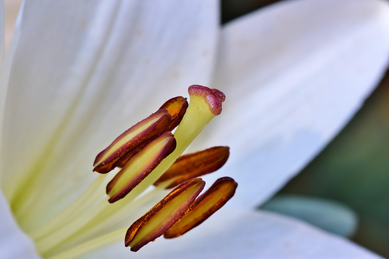 Lily Blossom Bloom Free Photo On Pixabay Pixabay