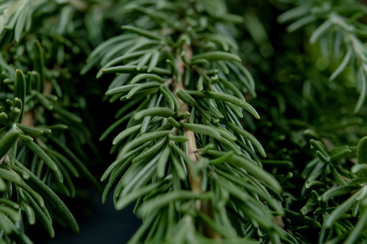 80+ Free Rosemary Leaves & Rosemary Images - Pixabay
