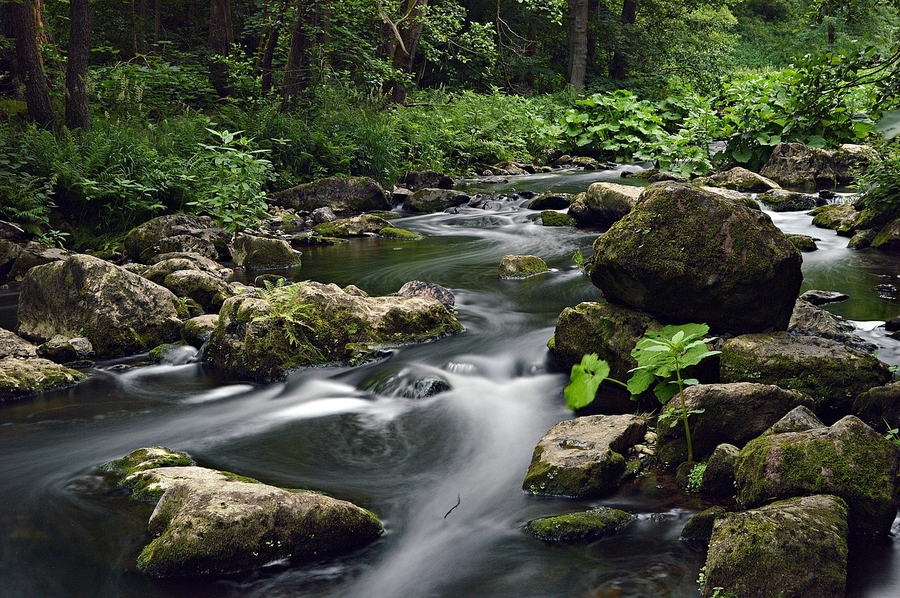 Forest River Landscape
