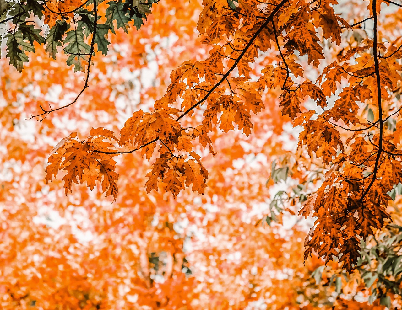 70,000+ Free Autumn & Nature Images - Pixabay