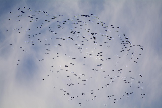 Oiseaux Migrateurs Oiseau - Photo gratuite sur Pixabay - Pixabay