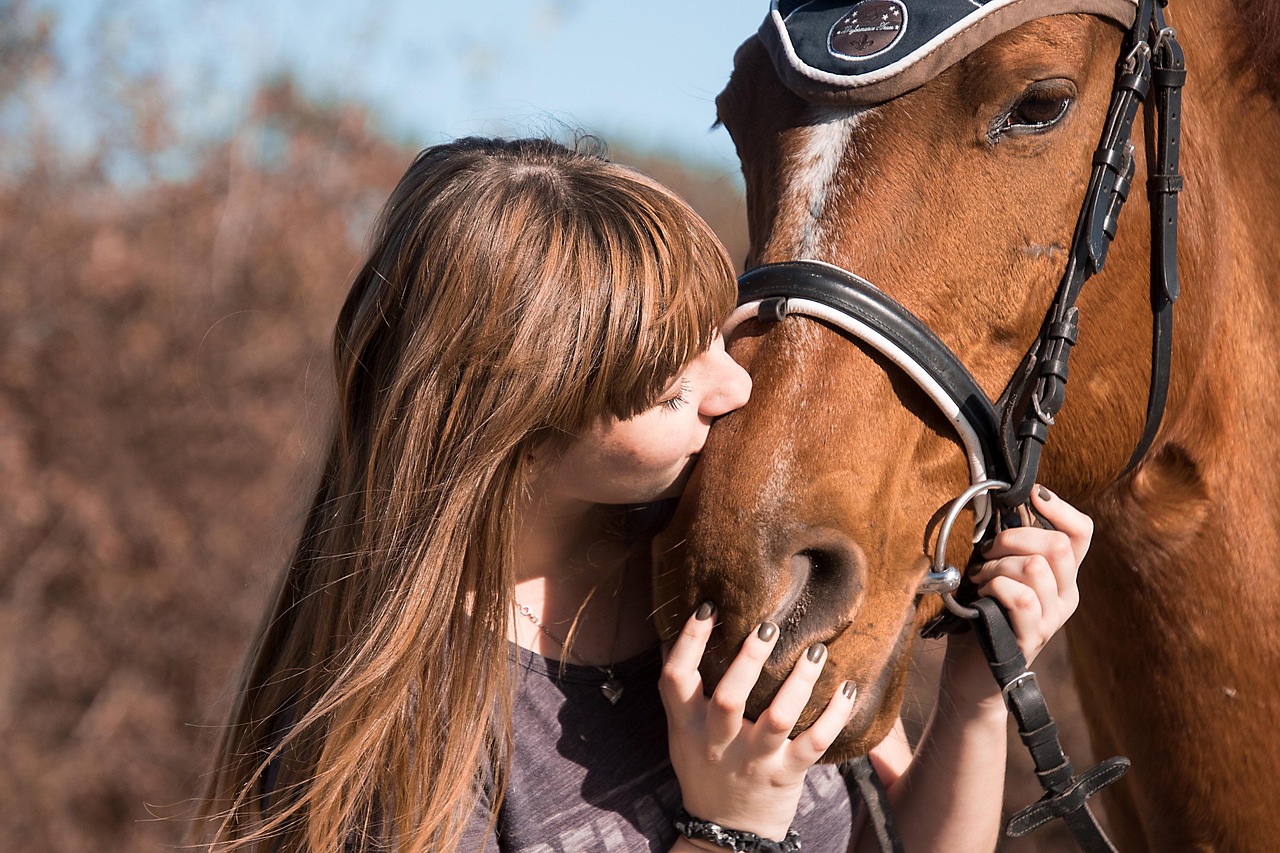 Cheval Animal Relation Amicale - Photo gratuite sur Pixabay - Pixabay