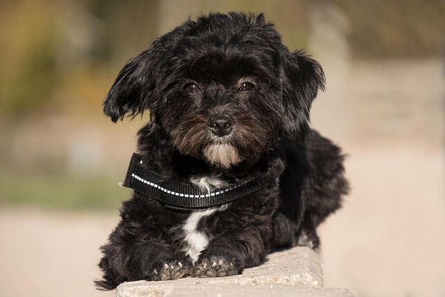 Chien Animal Hybride Le - Photo gratuite sur Pixabay - Pixabay