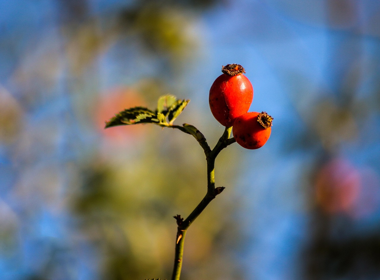 Rosehips Plant Nature - Free photo on Pixabay