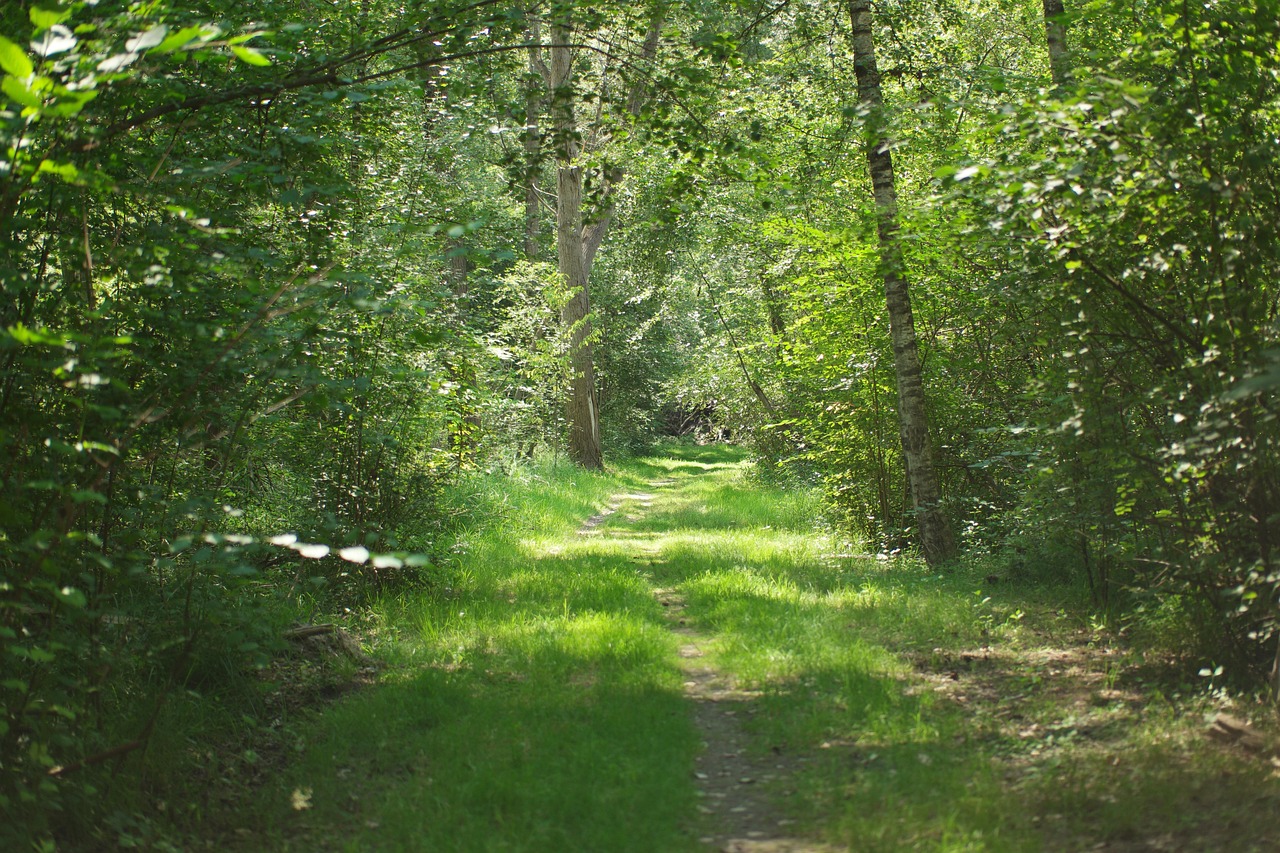 Glade Nature Green - Free photo on Pixabay
