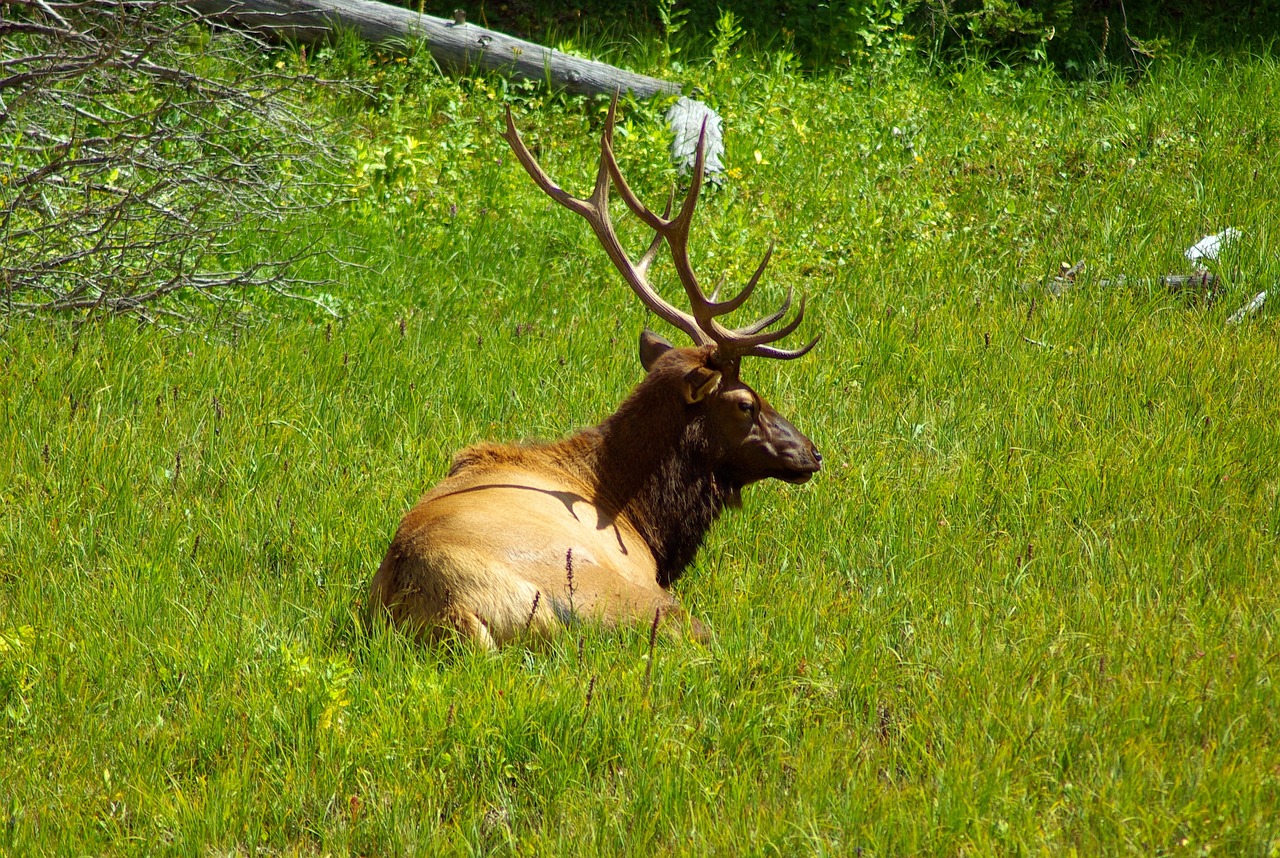 4,000+ Free Bull Elk & Elk Images - Pixabay