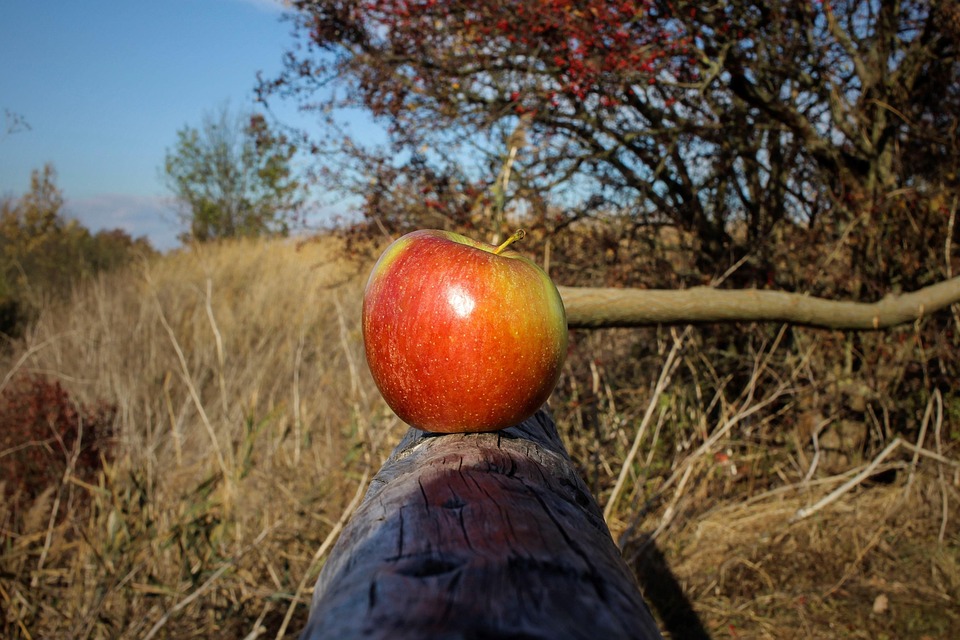 Apple Close Up Fruit - Free photo on Pixabay