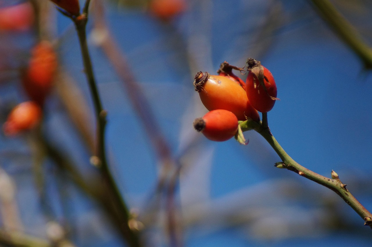 Rosehips Non-Toxic Nut Fruits Rose - Free photo on Pixabay - Pixabay