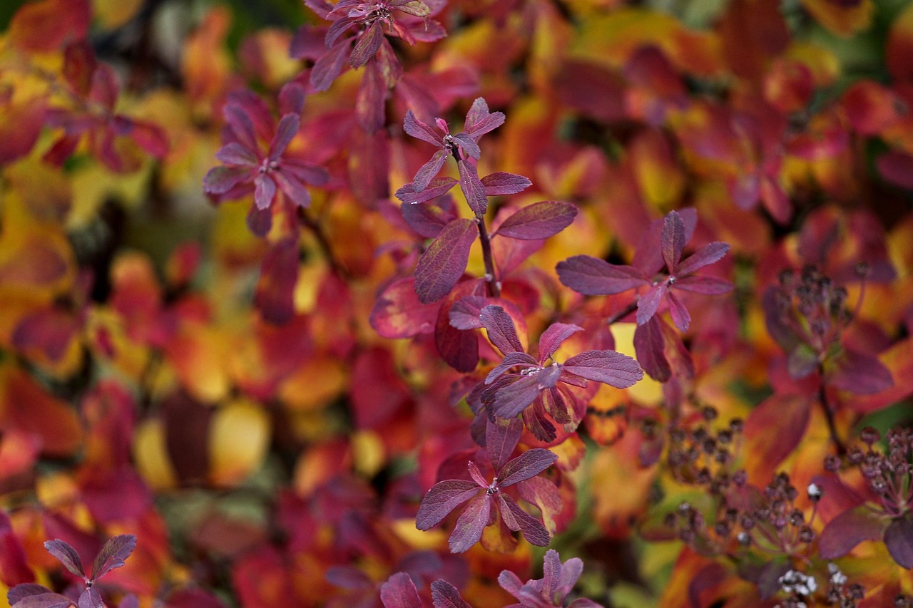 Toamna Multicolor Frunze - Fotografie gratuită pe Pixabay - Pixabay