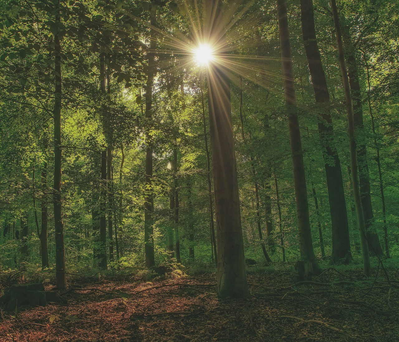Forest Fall Nature - Free photo on Pixabay - Pixabay
