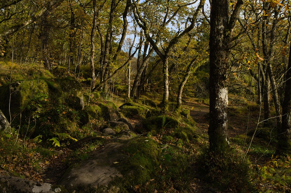 Woods Forrest Nature - Free photo on Pixabay - Pixabay