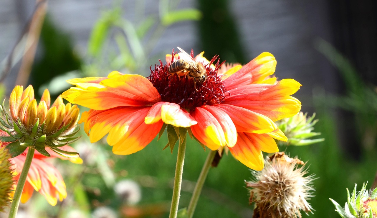 4+ Free Kokárda ดอกไม้ & Flower Images - Pixabay