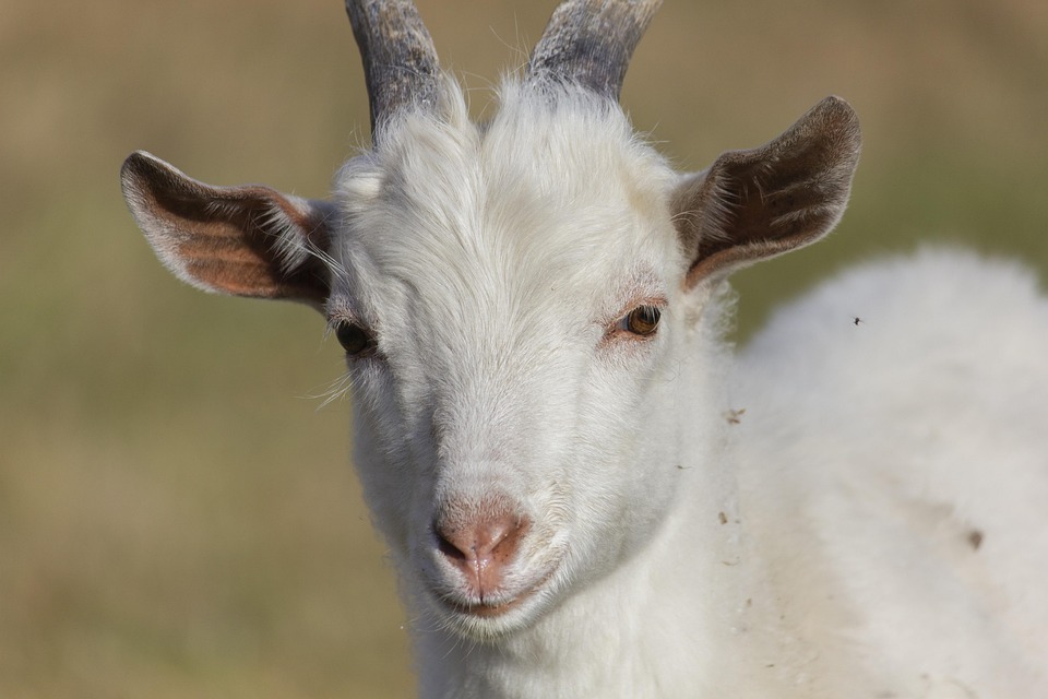 Goat Kid Animal - Photo gratuite sur Pixabay