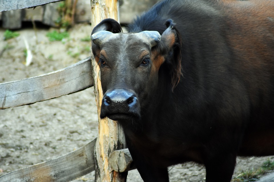 Buffalo Animal - Free photo on Pixabay