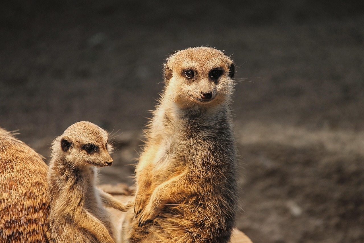 Sahara Desert Wildlife