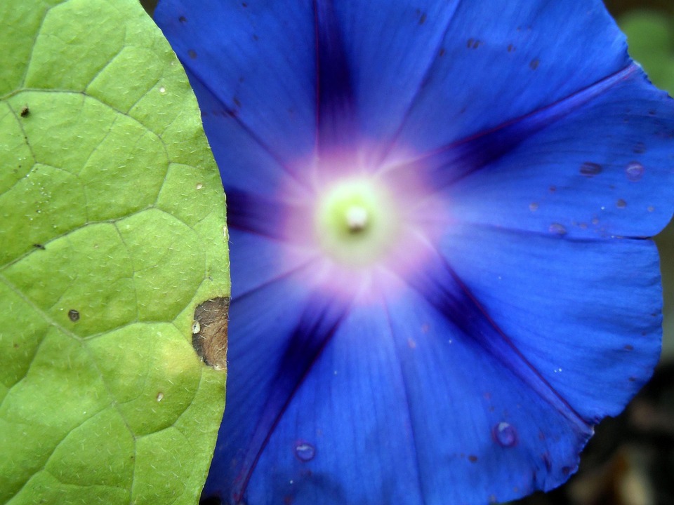 Flower Leaf Plants - Free photo on Pixabay - Pixabay