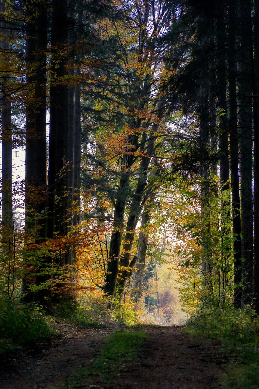 Forest Fall Nature - Free photo on Pixabay - Pixabay