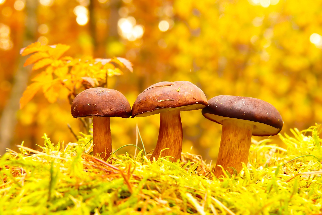 90+ darmowych obrazów z kategorii Podgrzybki i Podgrzybek - Pixabay