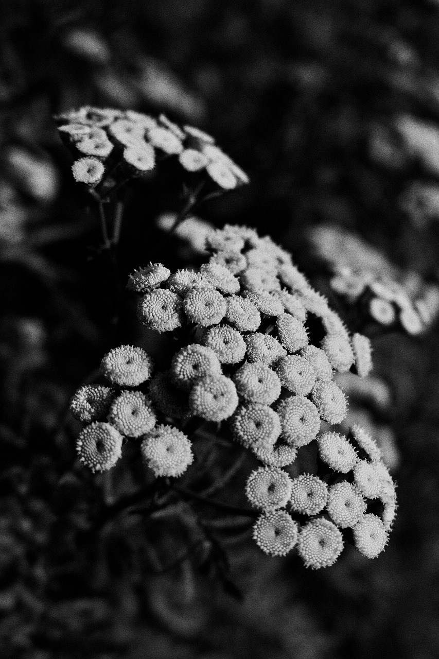 Plus de 30 000 images de White Effect et de Effet - Pixabay