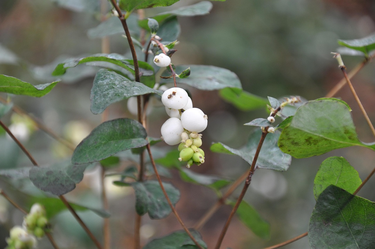 Autumn Berry Bush - Free photo on Pixabay