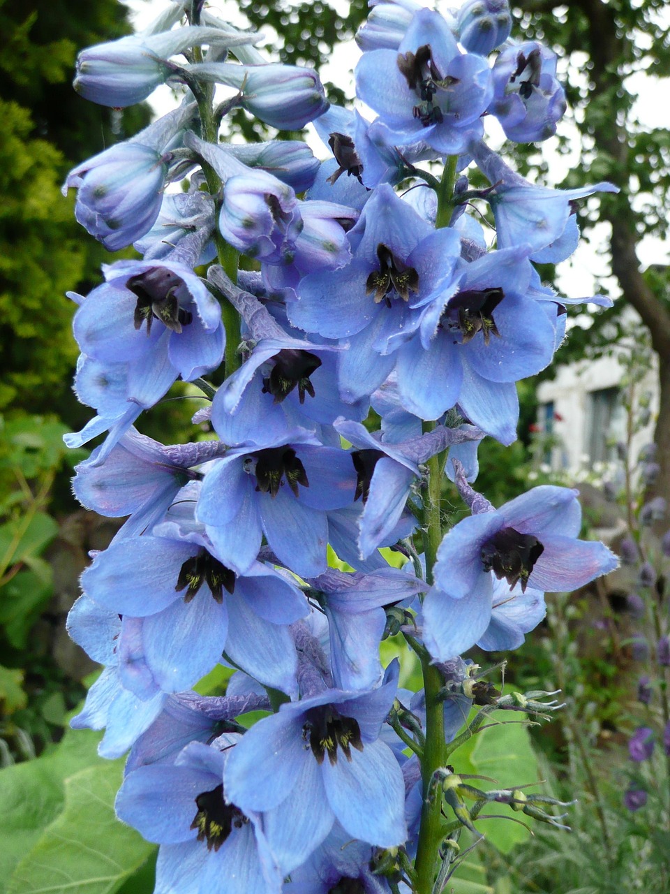100+ Free Larkspur & Nature Images - Pixabay