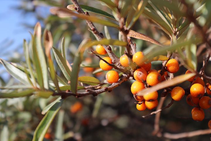 100+ Free Sea Buckthorn & Orange Images - Pixabay