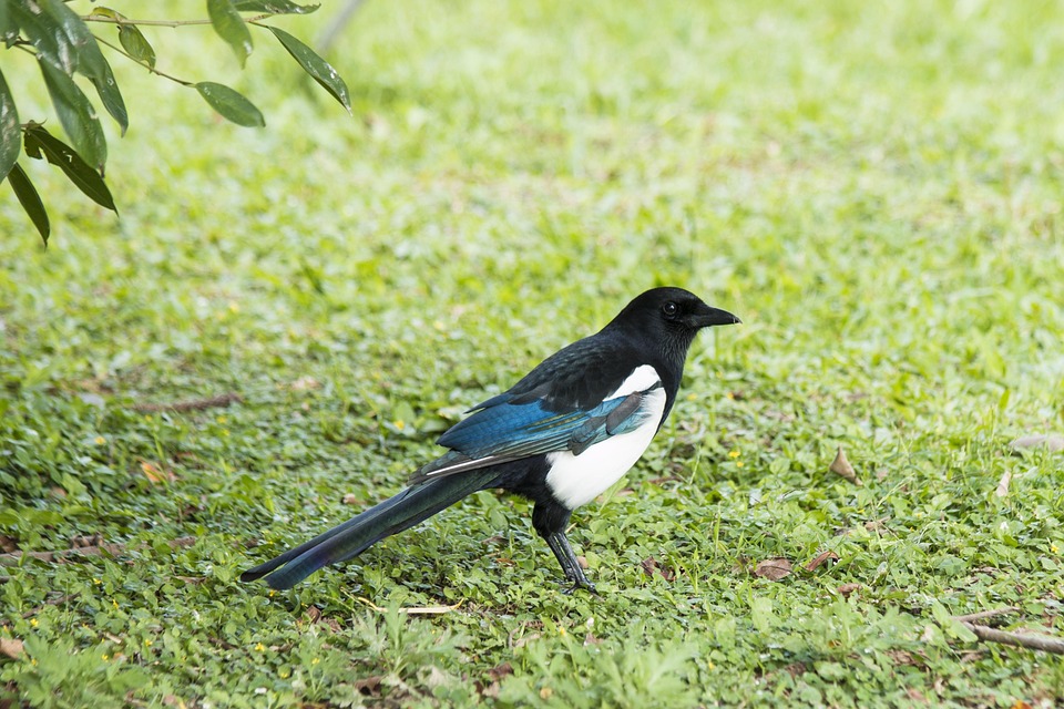 Elster Vogel - Kostenloses Foto auf Pixabay