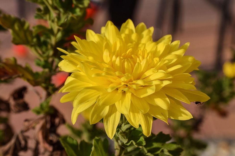 Perene Flor Natureza - Foto gratuita no Pixabay - Pixabay
