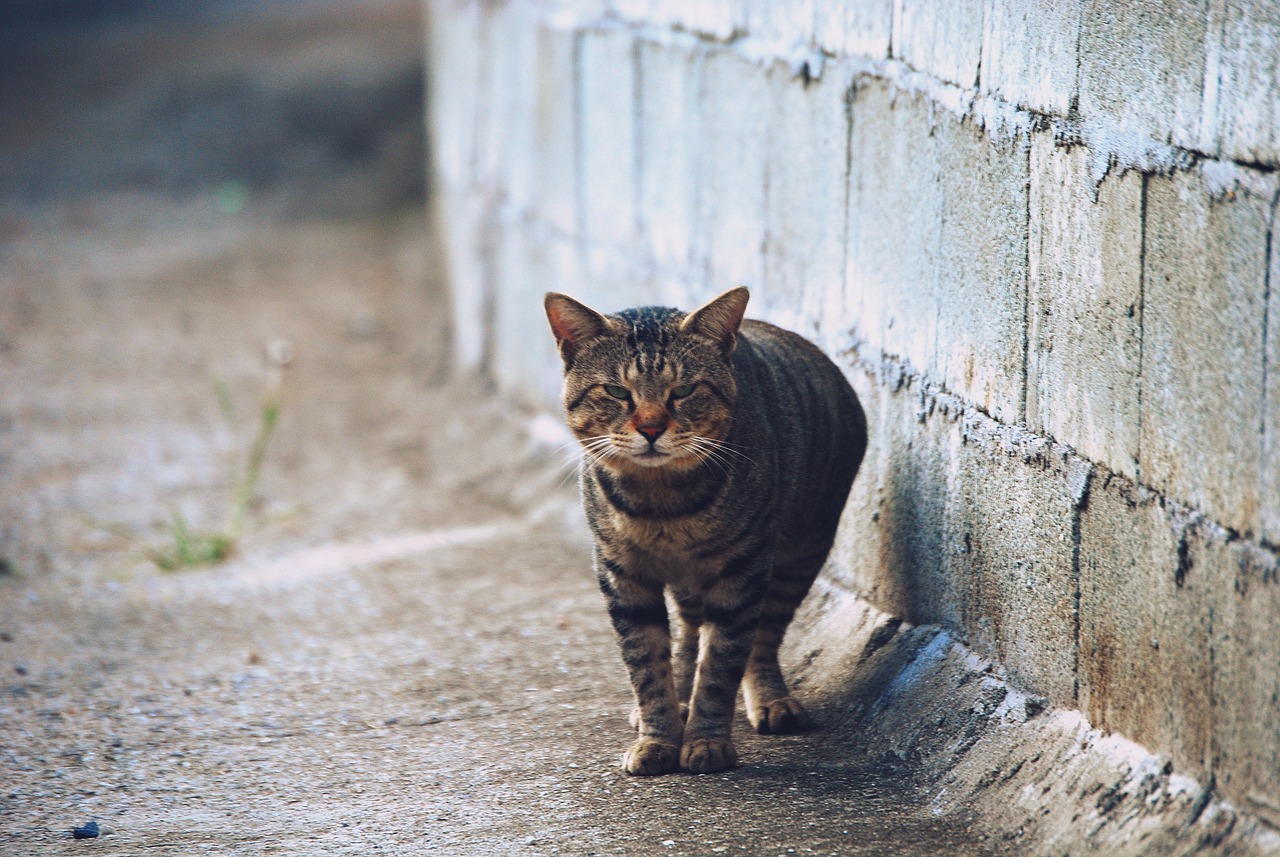 50,000+ Free Beloved Cat & Pet Images - Pixabay