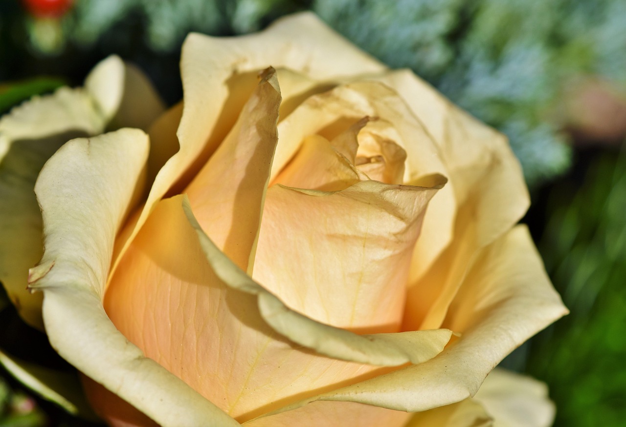 Rosa Flor De Noble - Foto gratis en Pixabay