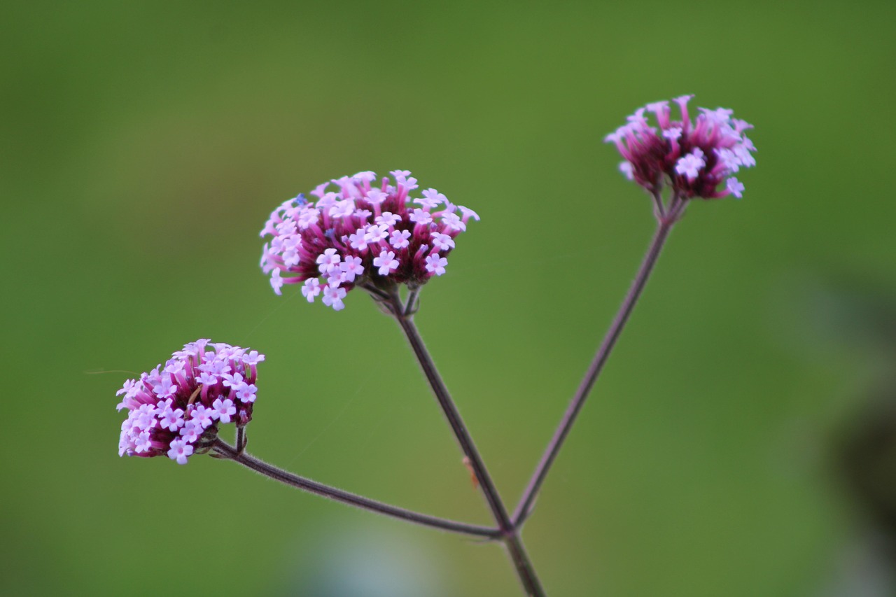 Verbena Bonariensis Plant - Free photo on Pixabay