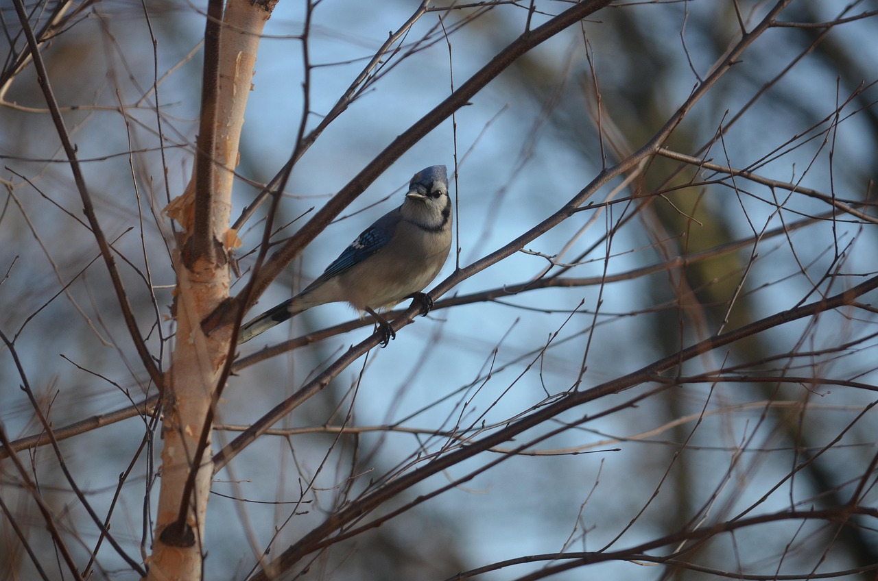 90+ Free Bluejay & Nature Images - Pixabay